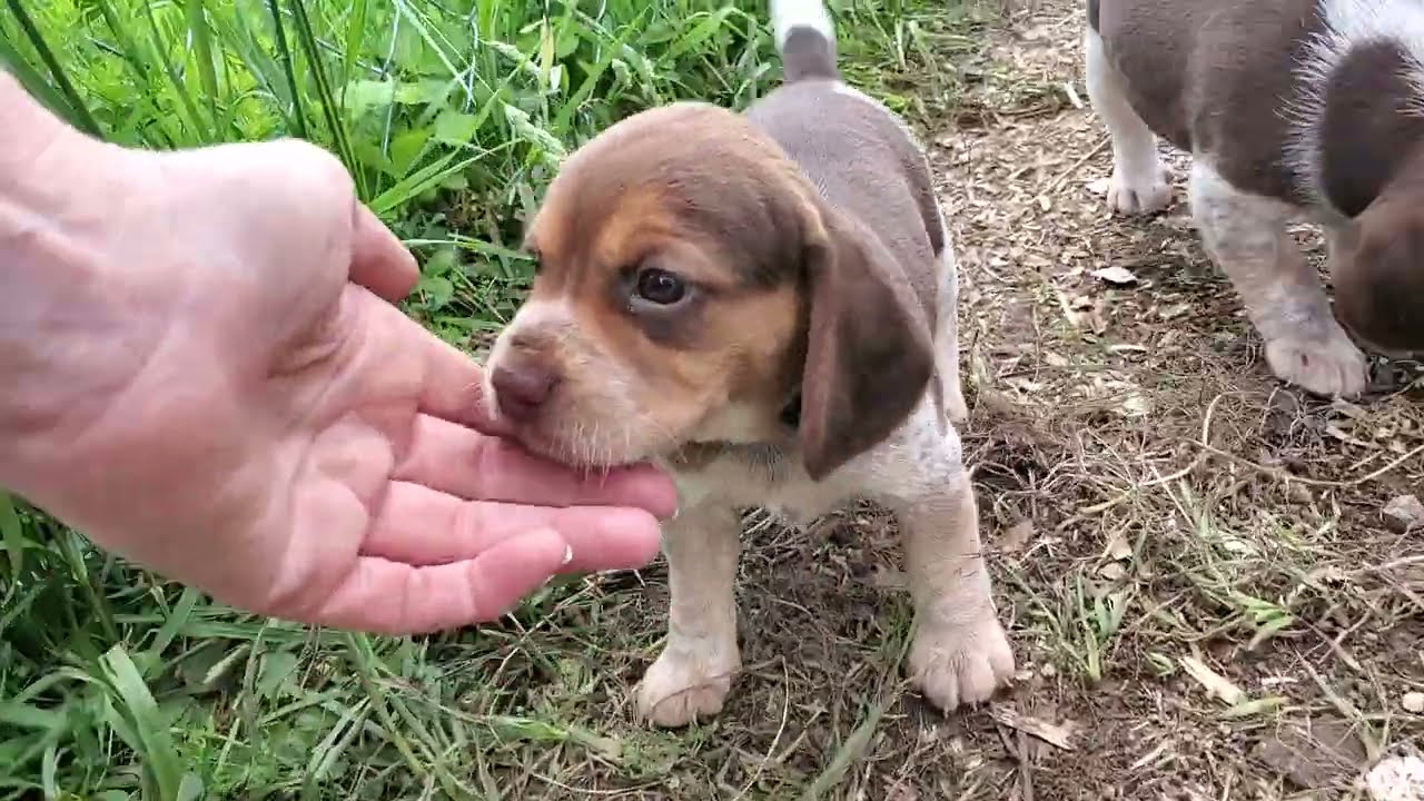 The Beagle Facts File: Fascinating Insights into Your Furry Friend's ...